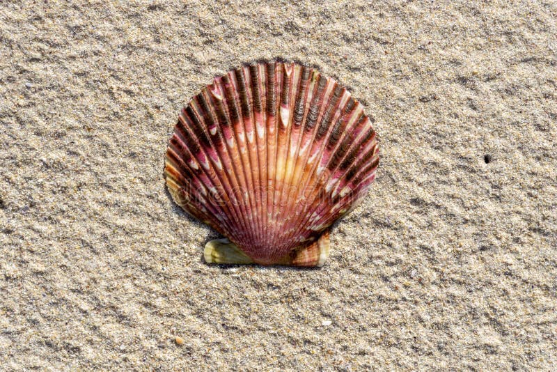 Close Up View of a Pilgrim Scallop Shell on a Golden Bright Sandy Beach ...