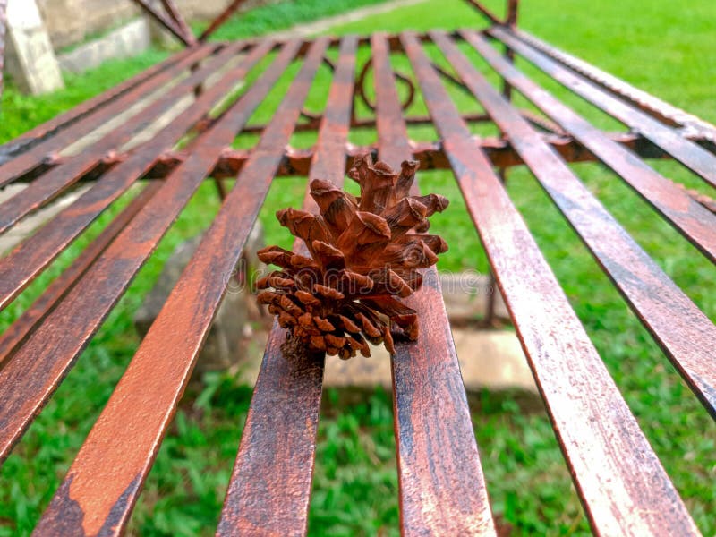 Close Up View of a Pine Cone Sits on a Metal Bench Stock Image - Image ...