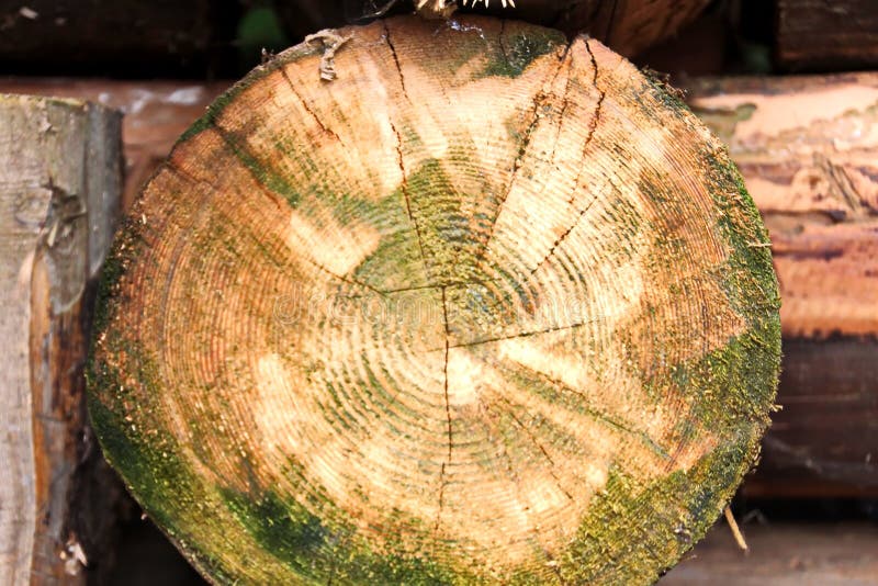A Close-up View of Pine Logs Stacked Horizontally and the Structure of ...