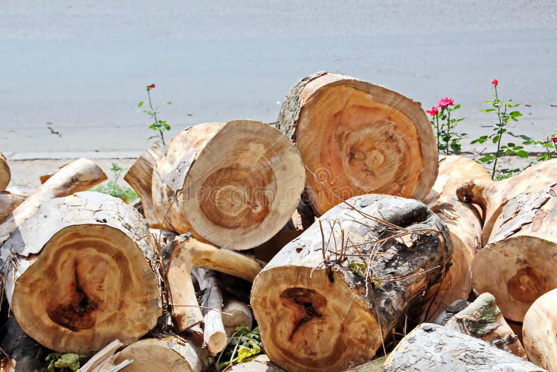 A Close-up View of Pine Logs Stacked Horizontally and the Structure of ...