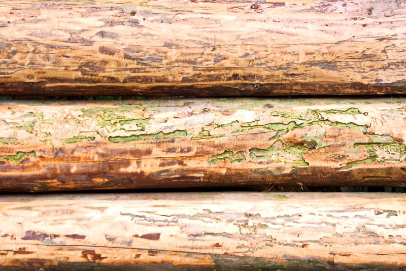 A Close-up View of Pine Logs Stacked Horizontally and the Structure of ...
