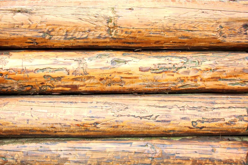 A Close-up View of Pine Logs Stacked Horizontally and the Structure of ...
