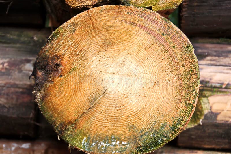A Close-up View Of Pine Logs Stacked Horizontally And The Structure Of ...