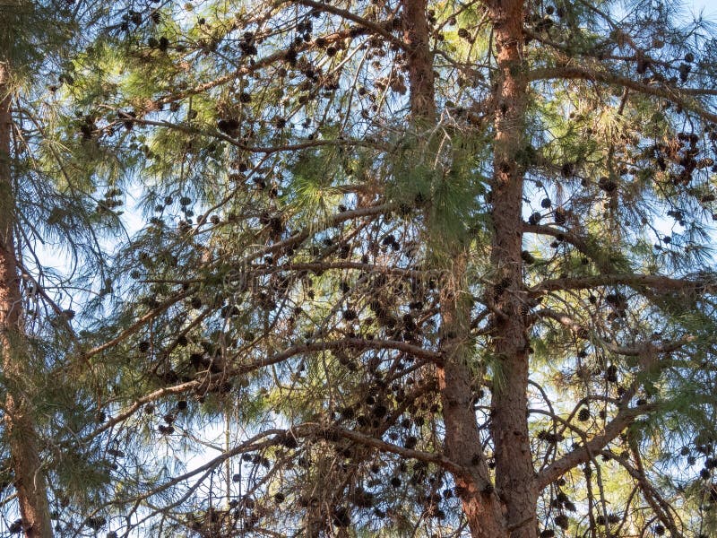 Close-up View of the Pine Trees with Bunch of Pine Cones Stock Image ...