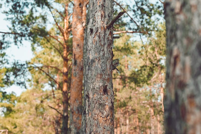 Close Up View of Pine Trees in Forest Stock Image - Image of summertime ...