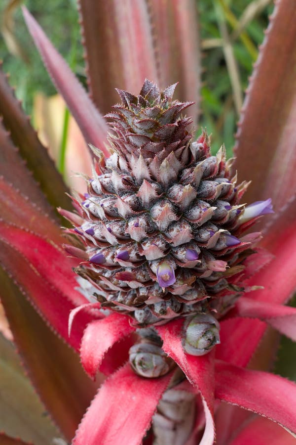 Close-up View of Pineapple Sprout in Its First Weeks Stock Photo ...
