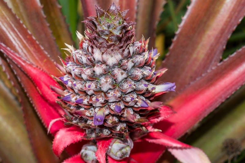 Close-up View of Pineapple Sprout in Its First Weeks Stock Photo ...
