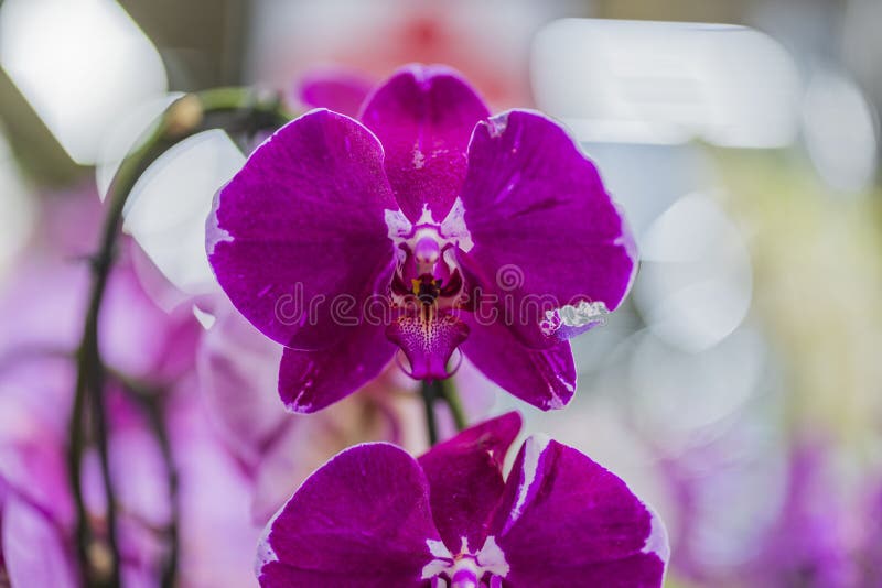 Close Up View of Pink Orchid Flower. Beautiful Backgrounds Stock Photo ...