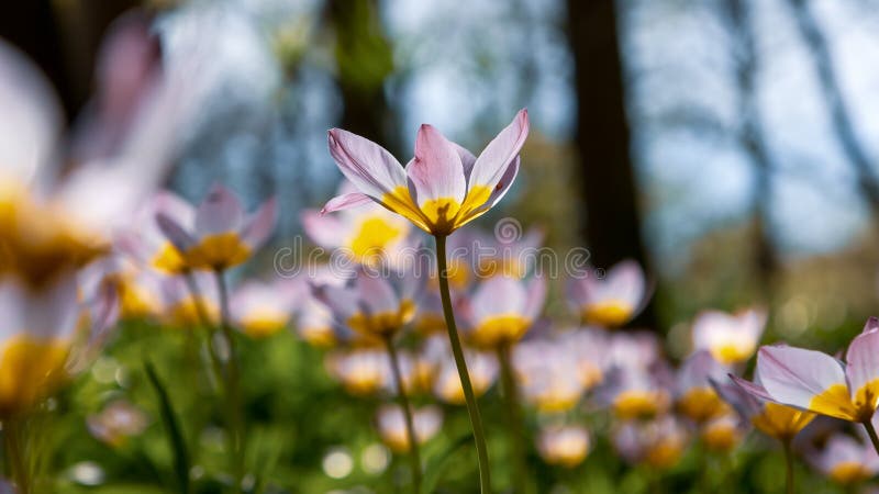 Close Up View of Pink Spring Flowers Stock Image - Image of landmark ...