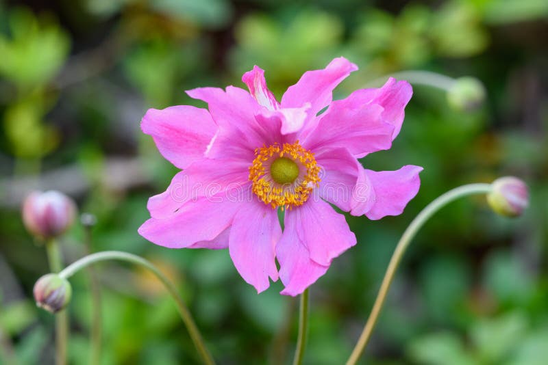1,587 Pink Windflower Stock Photos - Free & Royalty-Free Stock Photos ...