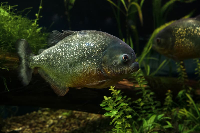 Close Up View of Piranha Fish Stock Photo - Image of fresh, algae ...