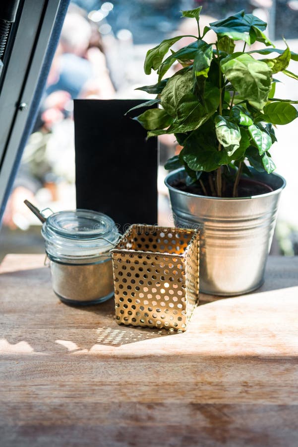 Close Up View of Plant with Leaves in Bucket on Table with Shadow and ...