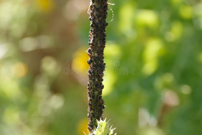 Close Up View of a Plant Stem Infested with Aphids Under Natural ...