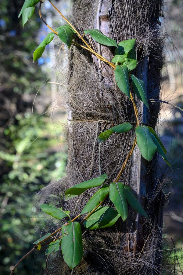 A Close-up View of a Plant Twining Around the Hairy Trunk of a Palm ...