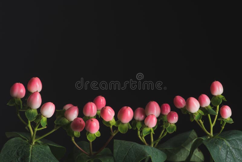 Close Up View of Plants with Pink Hypericum Berries Stock Photo - Image ...