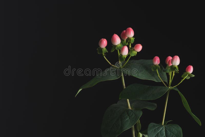 Close Up View of Plants with Pink Hypericum Berries Stock Photo - Image ...