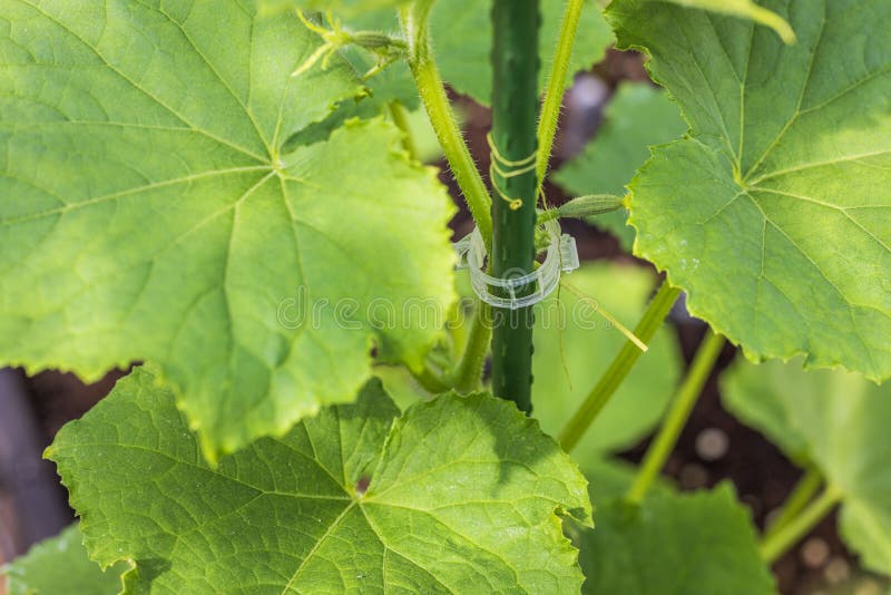 Close-up View of Plastic Fixing Clip Supporting Cucumber Plant in ...