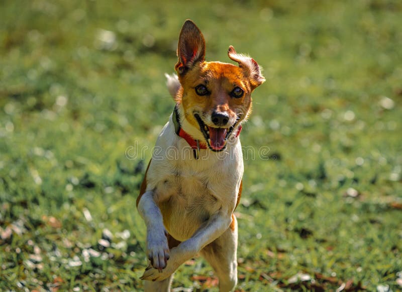 Close-up View of a Playful Jack Russell Terrier on the Grass in a Funny ...