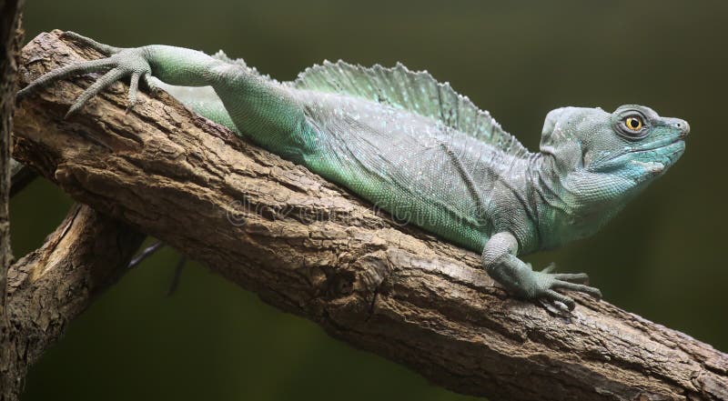 Plumed Basilisk Reptile Lizard Shedding Its Skin or Ecdysis in Its ...
