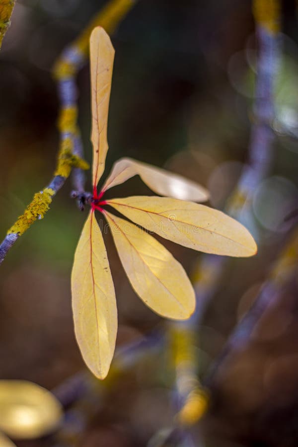 Pomegranate tree leaves stock photo. Image of agriculture - 170432464