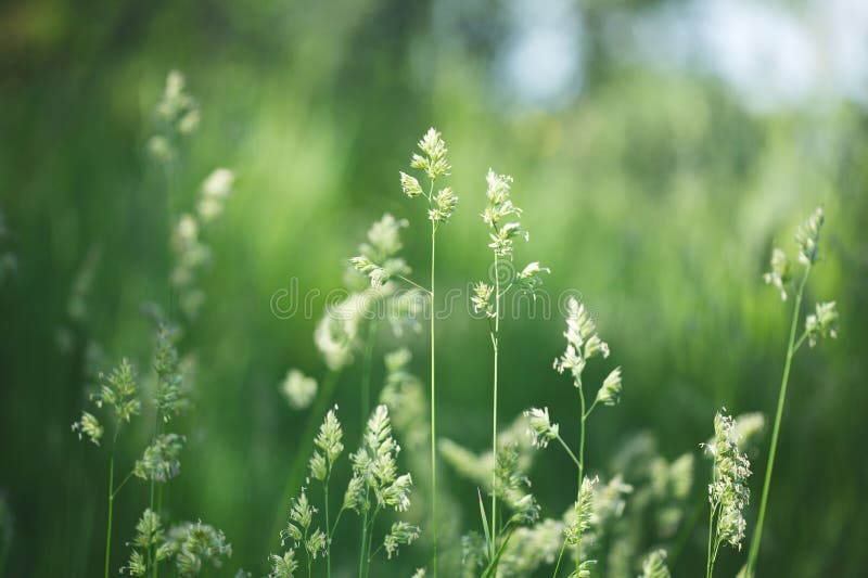 Close-up View of Pooideae Plants Growing in the Meadow Stock Photo ...