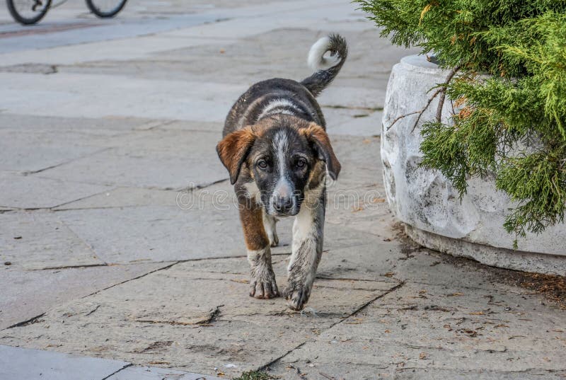 Close-up View of a Poor Street Dog Walking Straight Front Stock Image ...