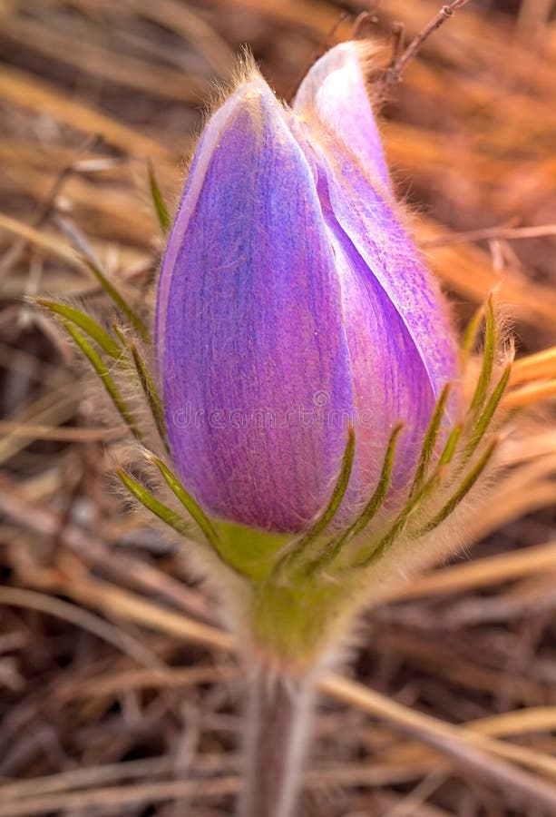 Close Up Prairie Crocus stock photo. Image of stem, flower - 181417868
