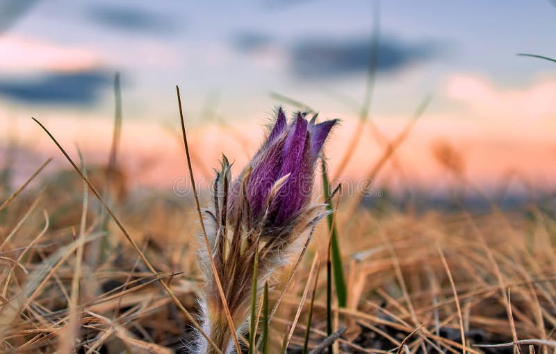 Prairie Crocus at Sunrise stock photo. Image of flower - 181417962