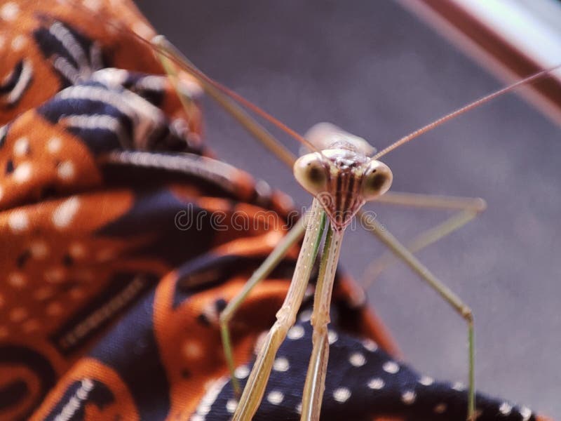 Macro Shoot of Praying Mantis (Mantidae) Face. Stock Image - Image of ...