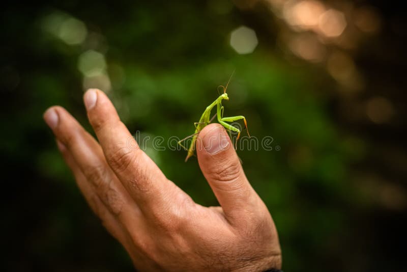 Close Up View of Praying Mantis on Man`s Hand. Mantis Religiosa Stock ...