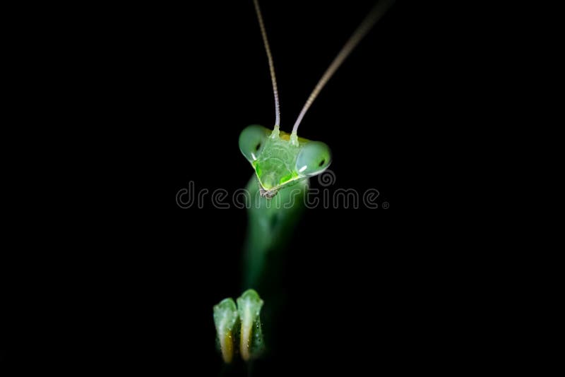 Close Up View a Praying Mantis in Night. Mantis Religiosa Stock Photo ...