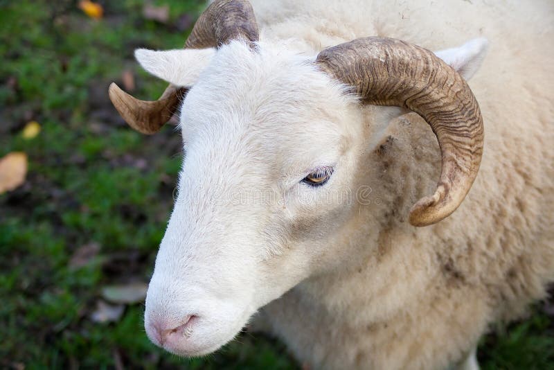 Close up view of a ram stock photo. Image of majestic - 11774700