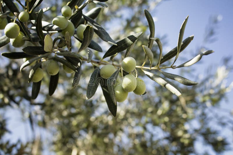 Close Up View of Raw Olives on Tree Stock Image - Image of growth, food ...