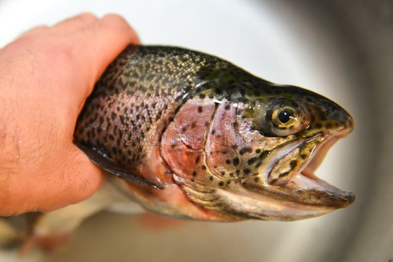 Close Up View of Raw Trout Fish Stock Image - Image of dinner, blood ...