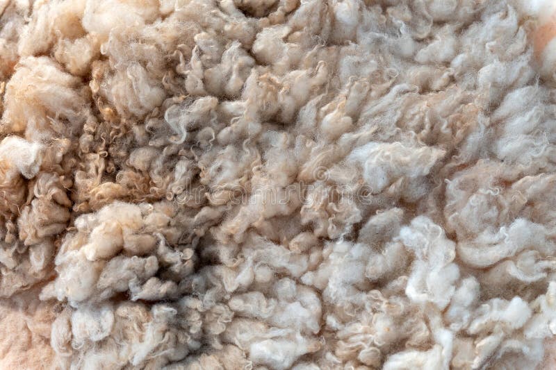 Raw Wool Background Forming a Soft and Delicate Texture Stock Photo ...