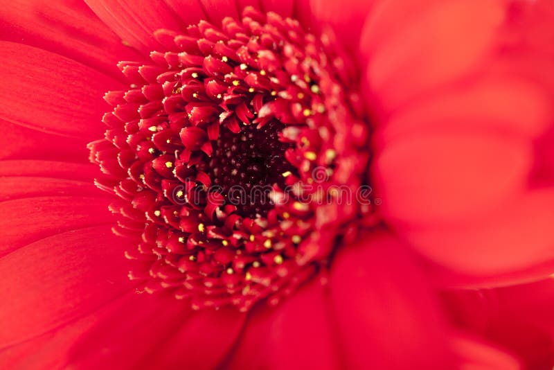 Close Up View of the Red Daisy Stock Photo - Image of beautiful ...