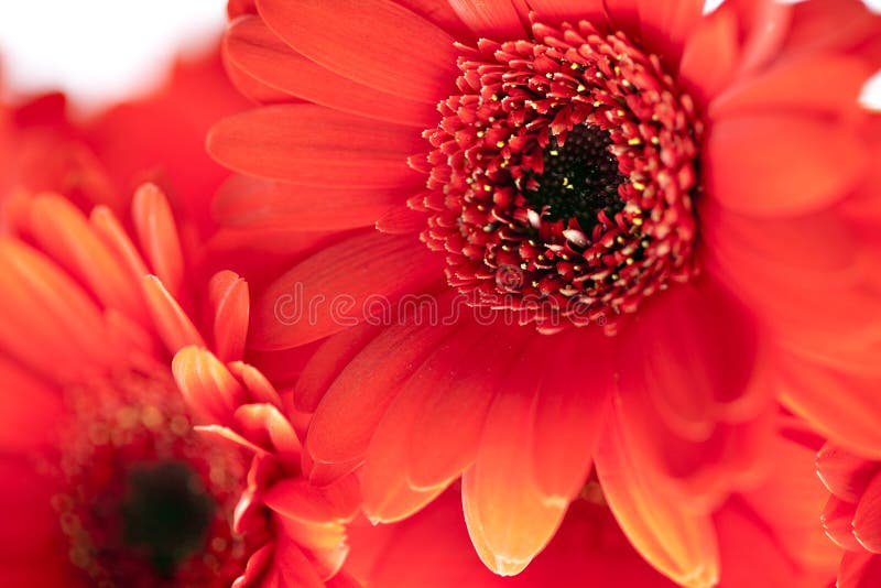Close Up View of the Red Daisy Stock Photo - Image of macro, plant ...