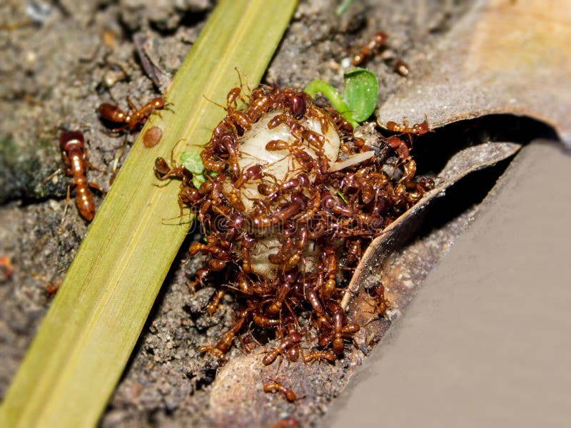 Siafu Ants Eating People