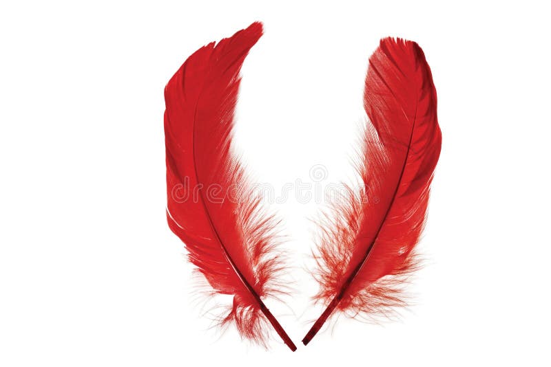 Close Up View of Red Feathers Isolated. Beautiful Colorful Backgrounds ...