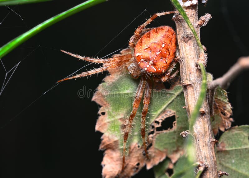 Red Forest Spider on the Edge of the Leaf Stock Image - Image of insect ...