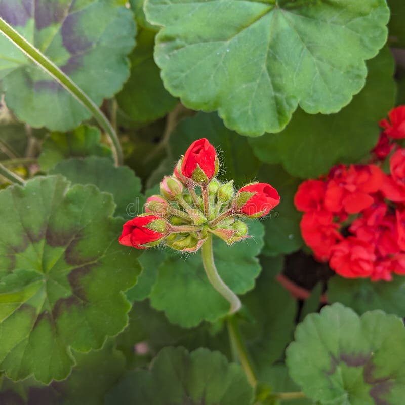 Red Geranium Flowers and Buds with Leaf Background Stock Photo - Image ...