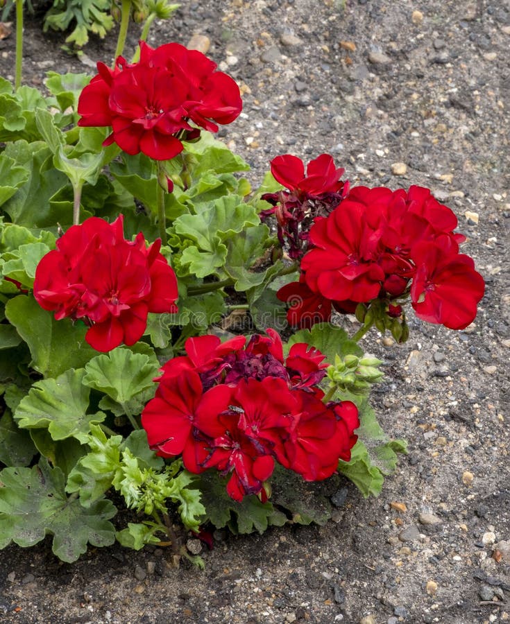 Wonderful Sparking Geraniums Stock Photo - Image of flora, flowers ...