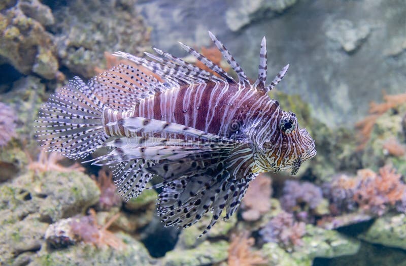 Close Up of a Lionfish stock image. Image of wildlife - 32415357