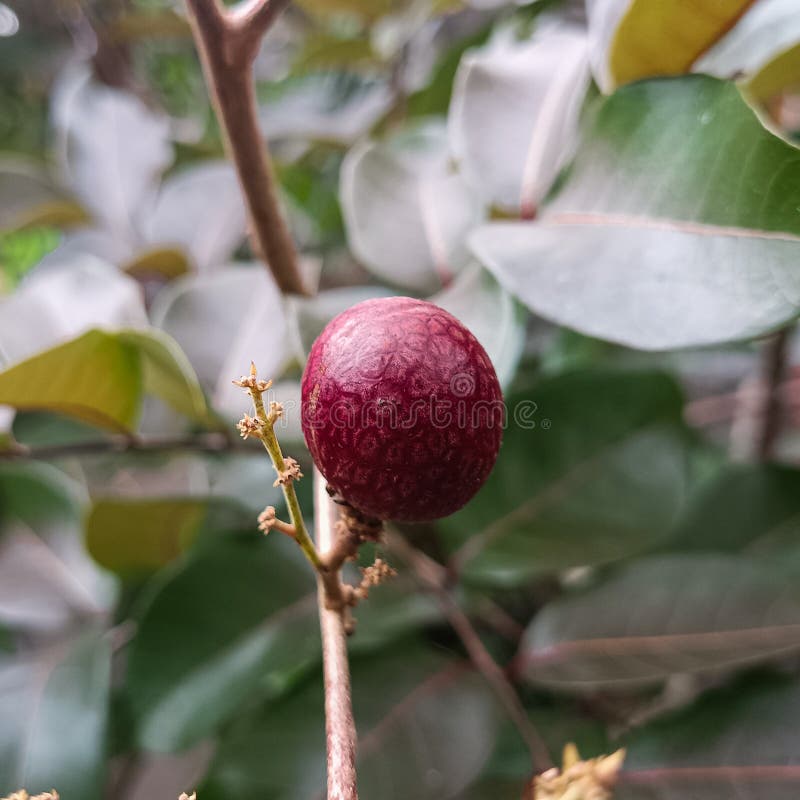 Close Up View of Red Longan on the Tree Stock Photo - Image of tree ...