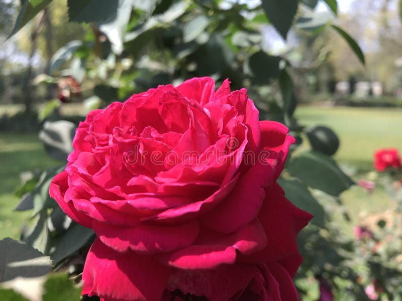 Close Up View of Red Rose Flower Blooming in Garden Stock Photo - Image ...