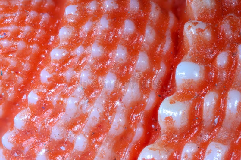 Close Up View of Red Sea Shell Surface Stock Image - Image of summer ...