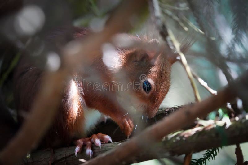 Close-up View of a Red Squirrels Head Hiding Behind the Branches Stock ...