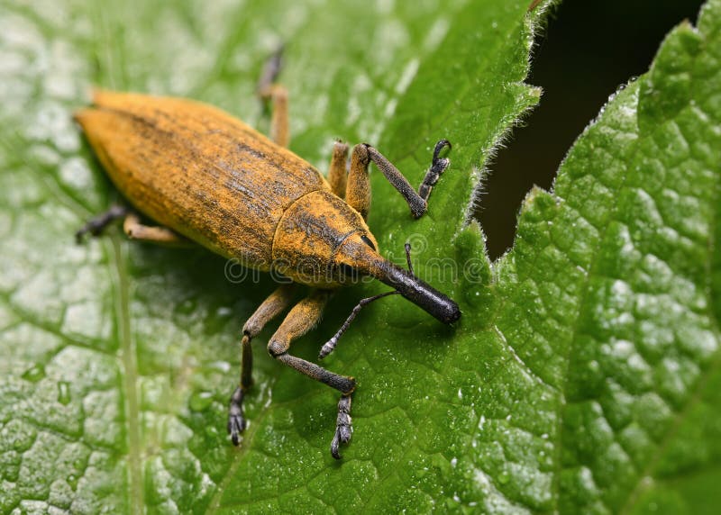 Close Up View of a Red Weevil Bug on a Tree Leaf Stock Photo - Image of ...