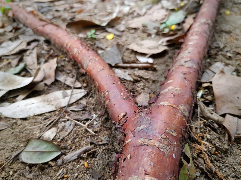 Close-up View of Red Y-Shape Tree Roots Stock Image - Image of forest ...