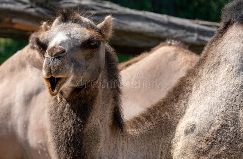 Close Up View of a Resting Camel with Open Mouth Stock Photo - Image of ...